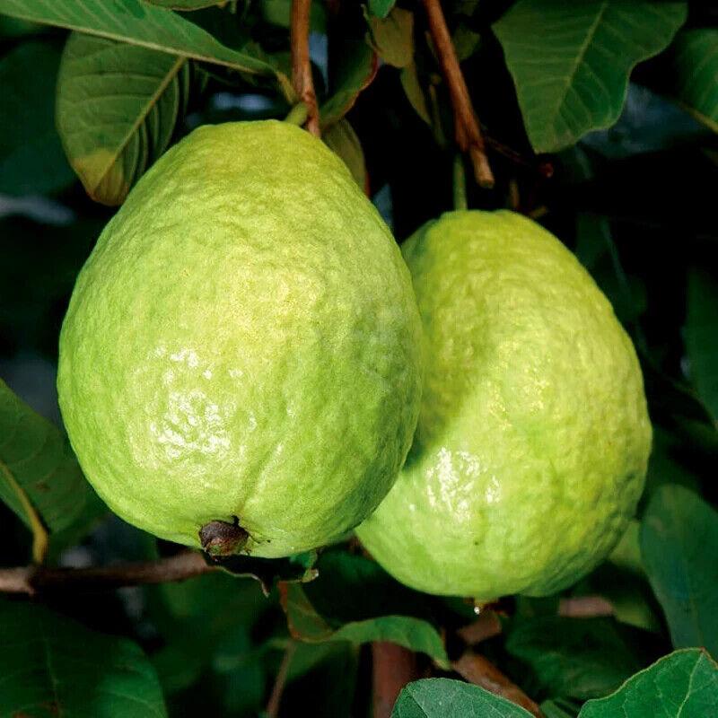 20 White Guava Seeds GIANT BANGKOK White Guava Seeds (Psidium Guajava ...