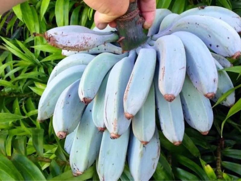 Banana Blue Java Exotic Ornamental / Musa acuminata/ (live Fruit ...