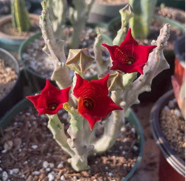 Caralluma socotrana huernia rare orbea succulent stapelia plant ...