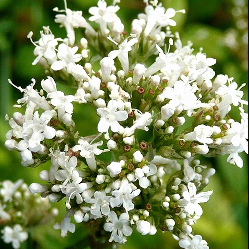 VALERIAN 200+ SEEDS SPRING SOW PERENNIAL HERB MEDICINAL SEDATIVE ...