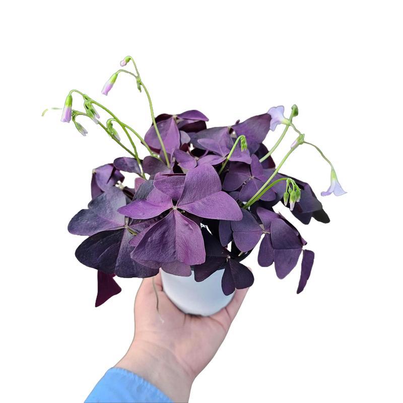 Oxalis Triangularis Live Plants - Purple Shamrock Live Plant - TikTok Shop