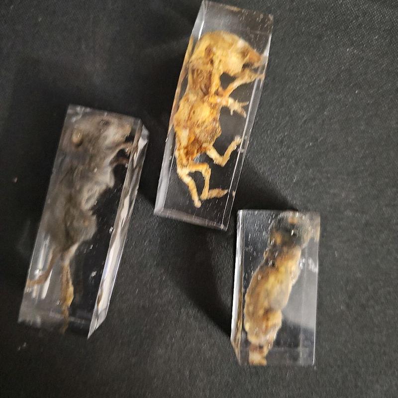Mummified rat pup and mouse in resin set of 3 Decor - TikTok Shop
