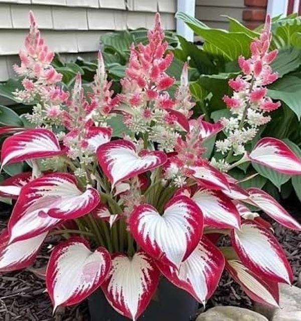 200pcs Hosta Seeds Non-GMO White red Hosta Plant Seeds for Planting ...